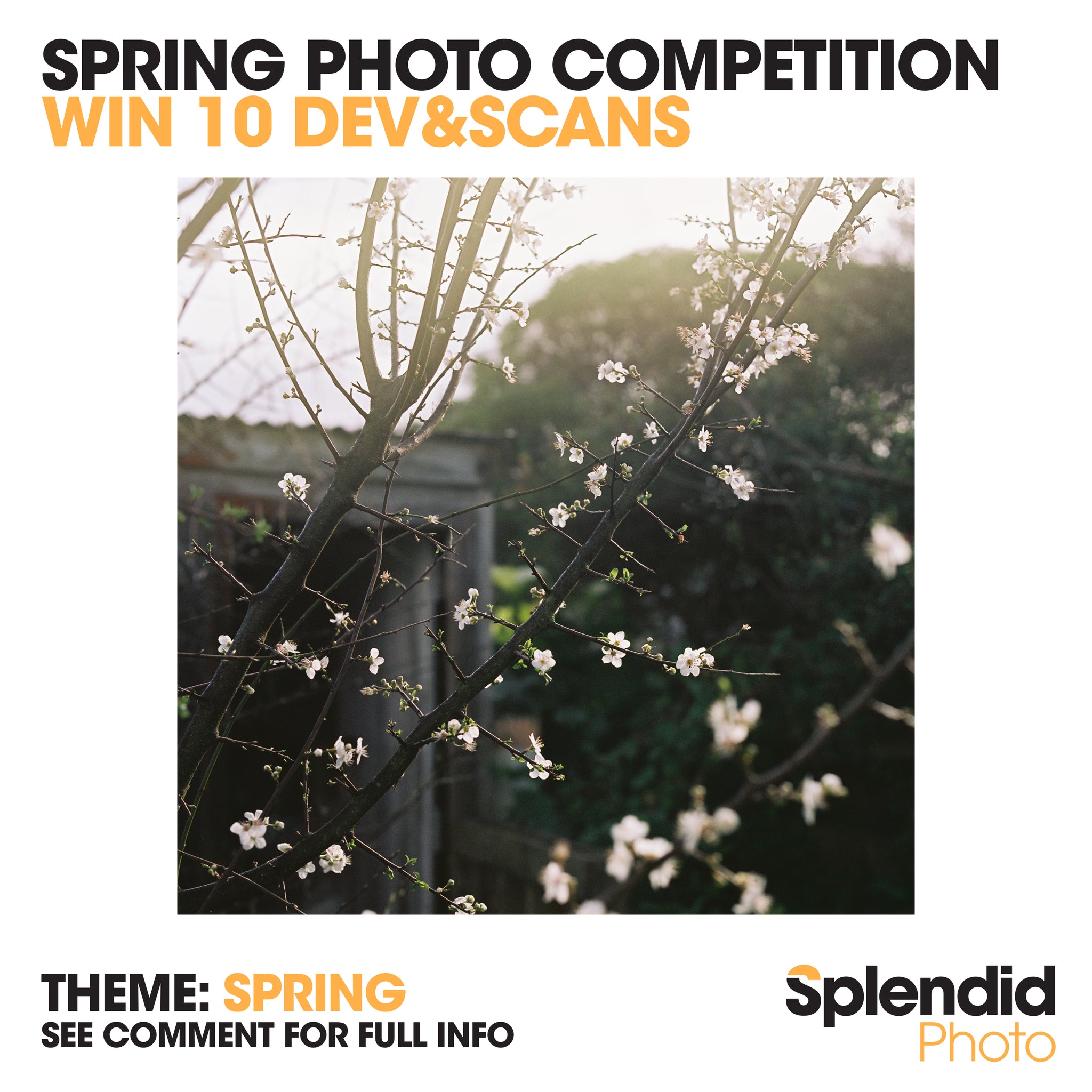 Spring Photo Competition. Theme: Spring– splendid.nz